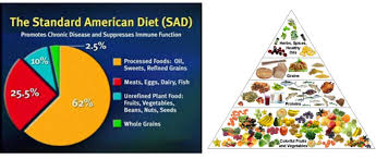 Food Pyramids | Brunos FITness